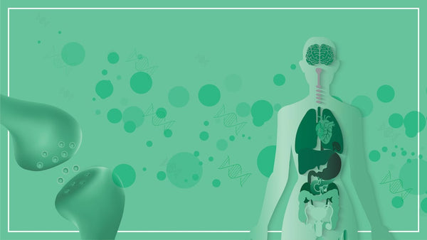 How Exercise Impacts the Endocannabinoid System - Steel Supplements